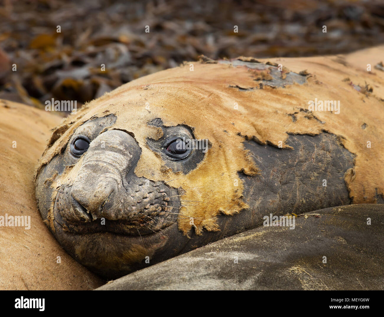 Southern Elephant Seals