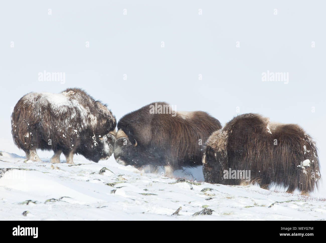 Male Musk oxen fighting in the snow covered mountains, winter in Norway ...
