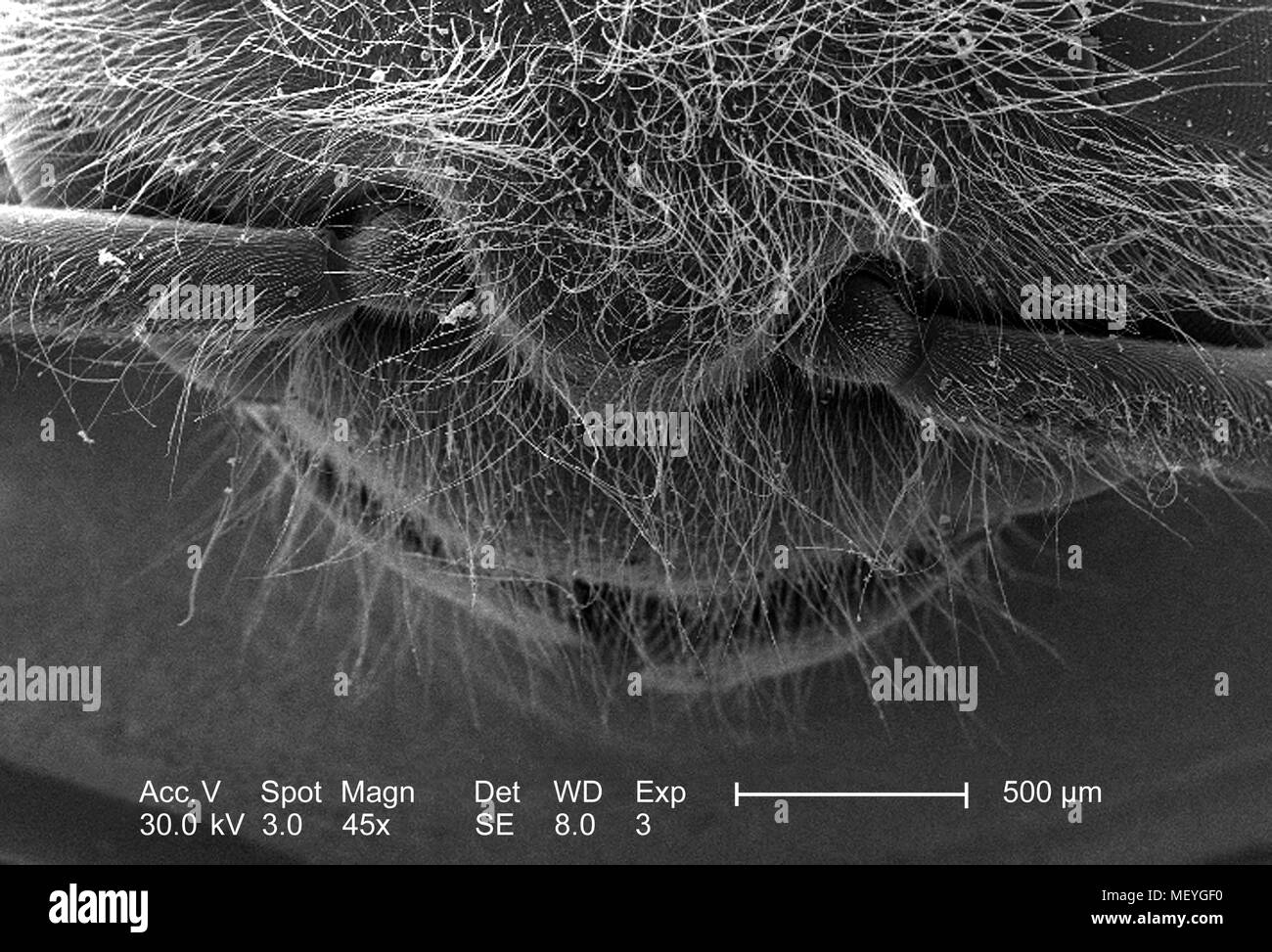 Western honeybee's (Apis mellifera) head and thorax depicted in the 45x ...