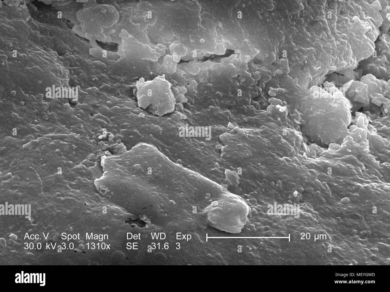 Morphological characteristics of the domesticated cat's (Felis ...