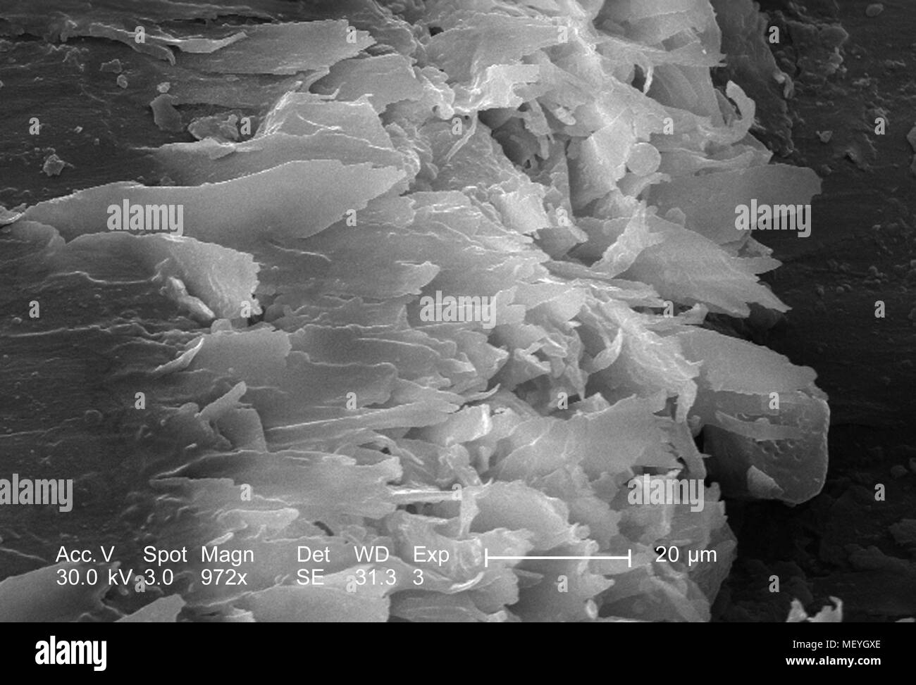 Morphological characteristics of the domesticated cat's (Felis ...