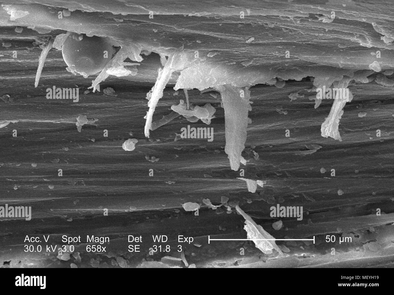 Morphological characteristics of the domesticated cat's (Felis ...