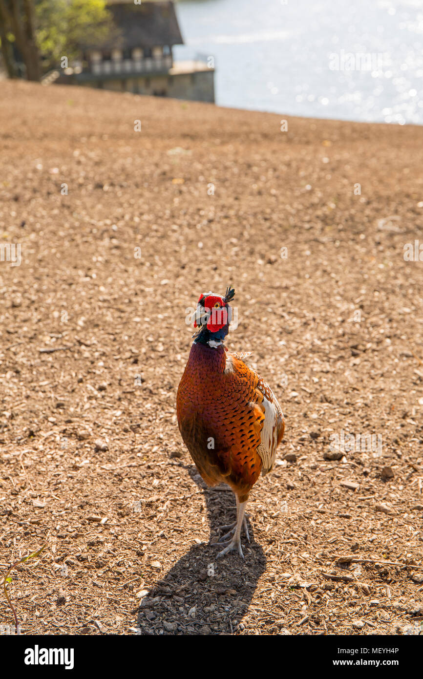 Cheeky Bird Poses Stock Photo - Alamy