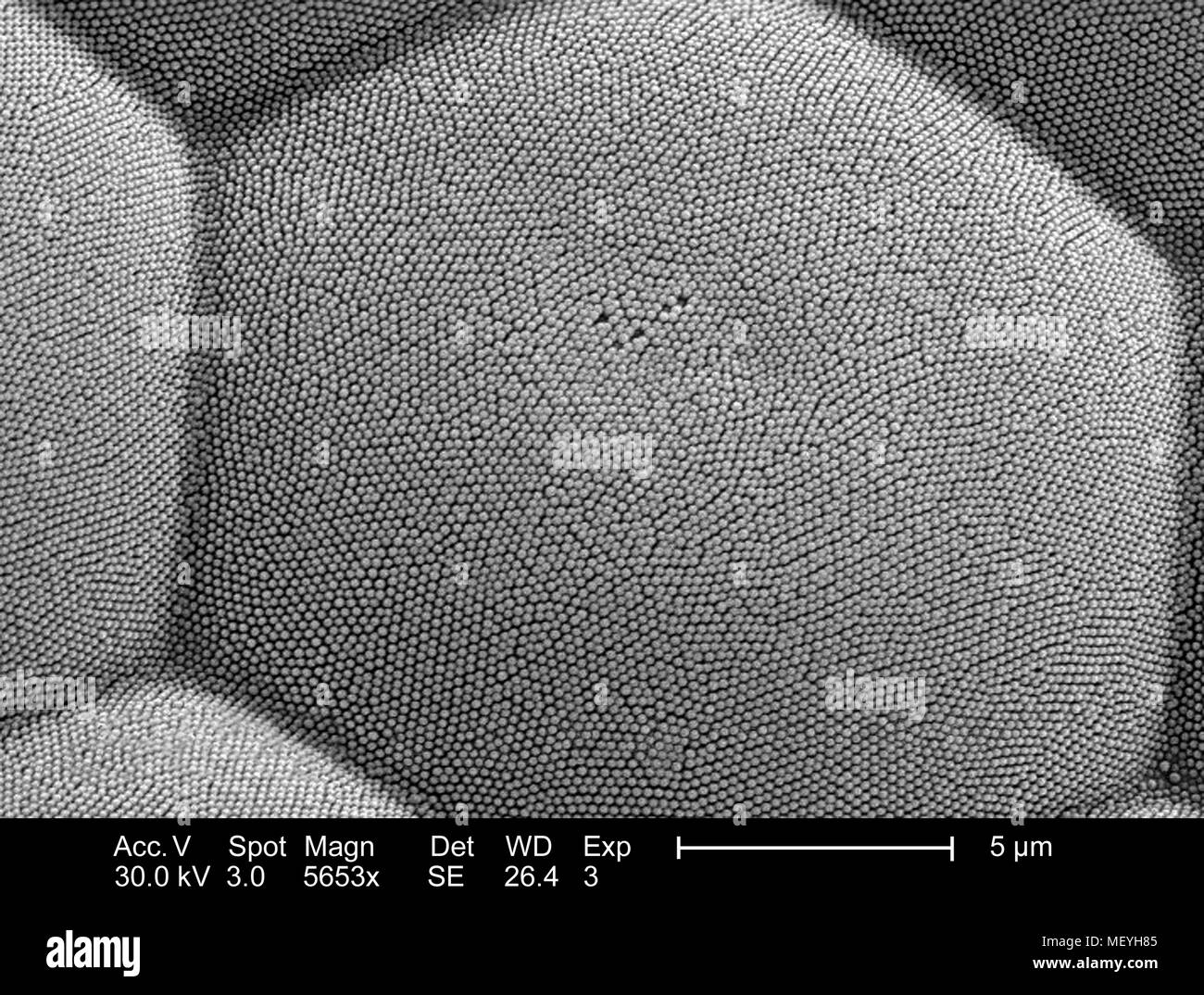 Compound eye sem hi-res stock photography and images - Alamy