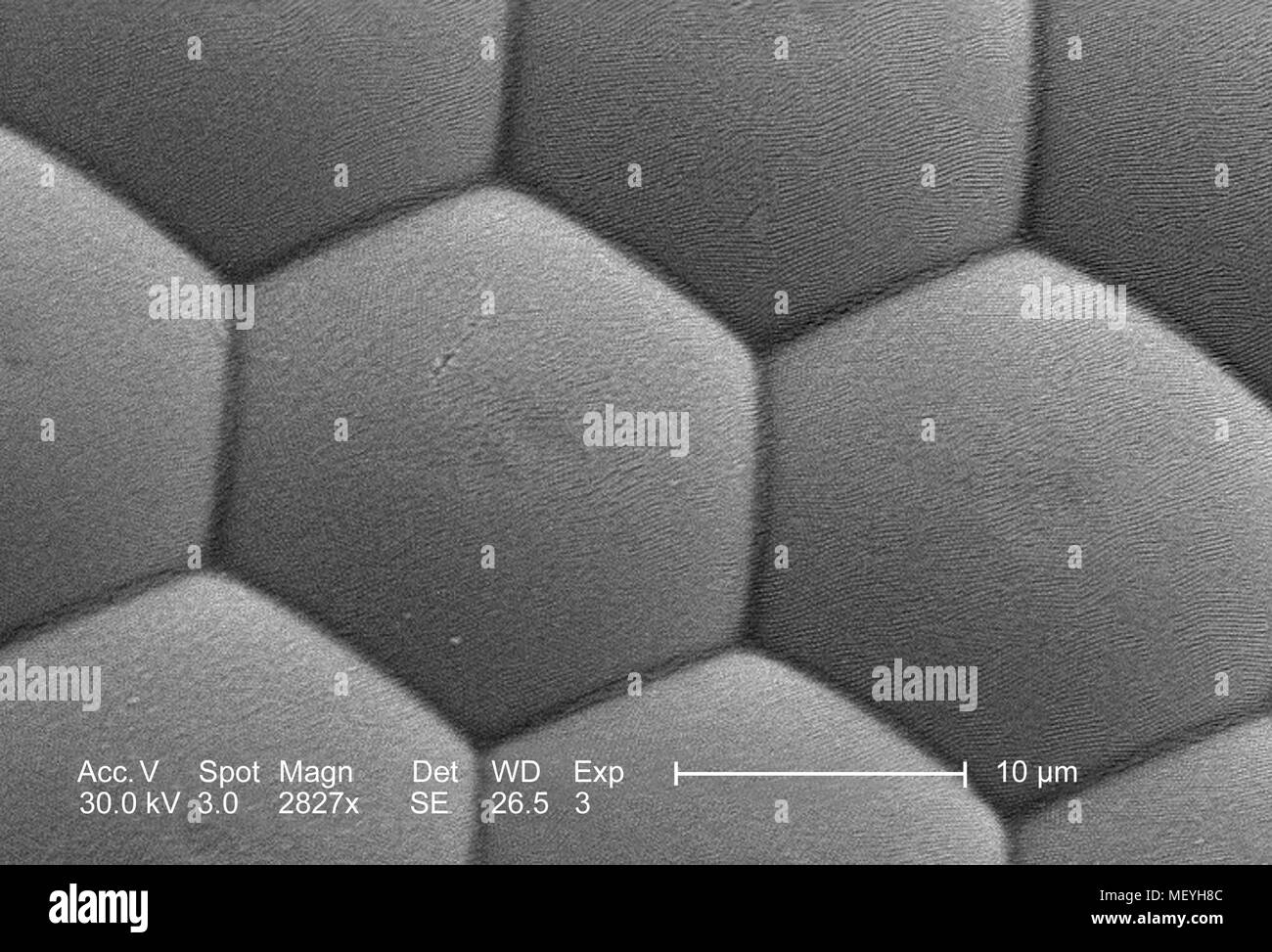 Compound eye sem hi-res stock photography and images - Alamy