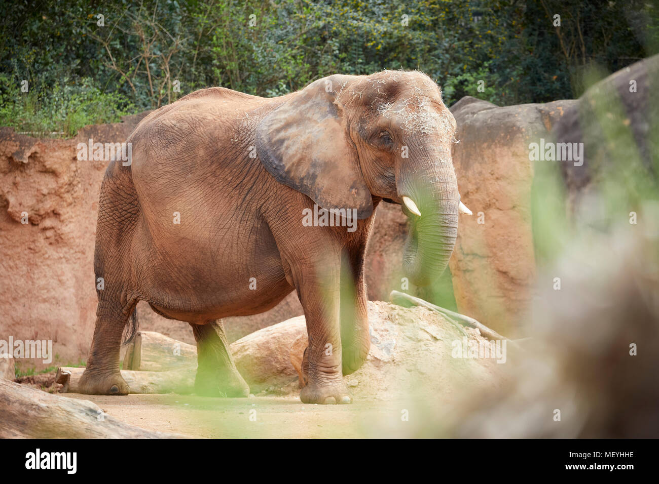 Atlanta capital of the U.S. state of Georgia, Atlanta Zoo zoological ...