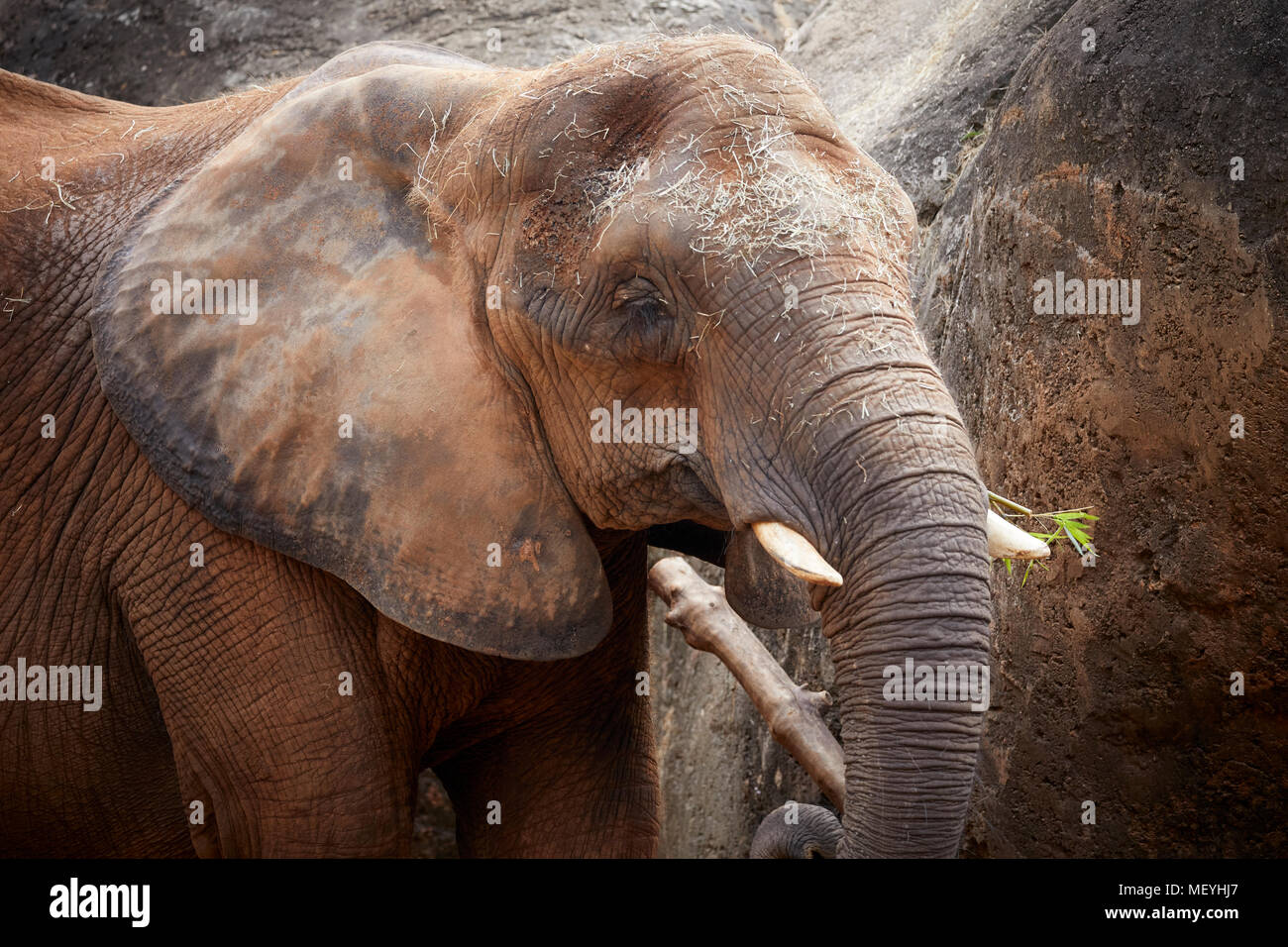Atlanta capital of the U.S. state of Georgia, Atlanta Zoo zoological ...