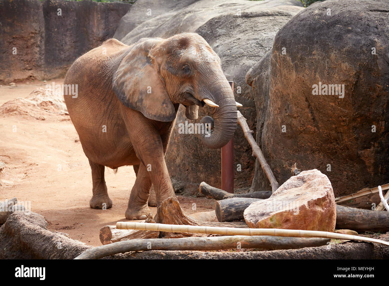 Atlanta capital of the U.S. state of Georgia, Atlanta Zoo zoological ...