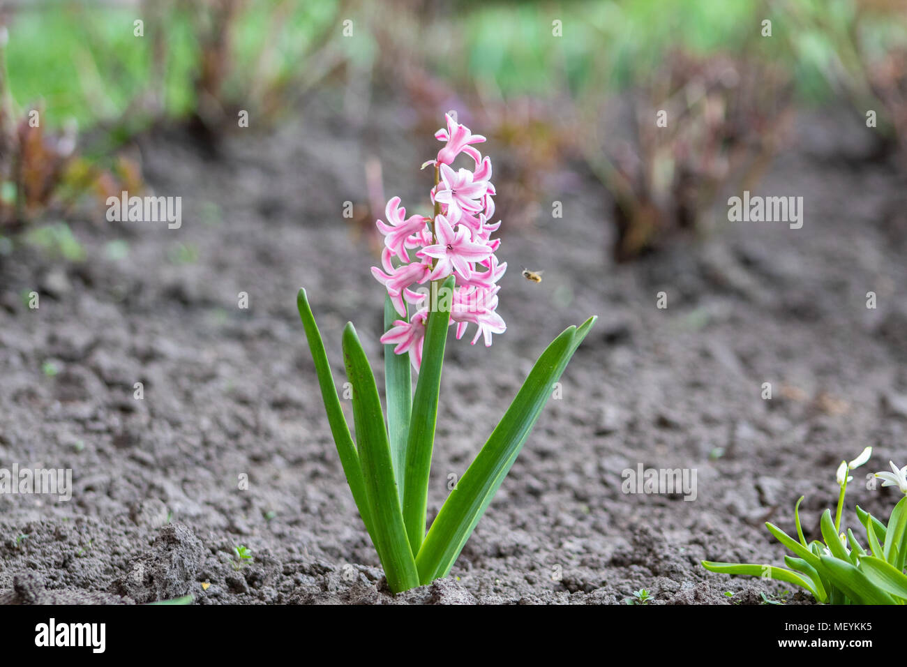 Spring begin hi-res stock photography and images - Alamy