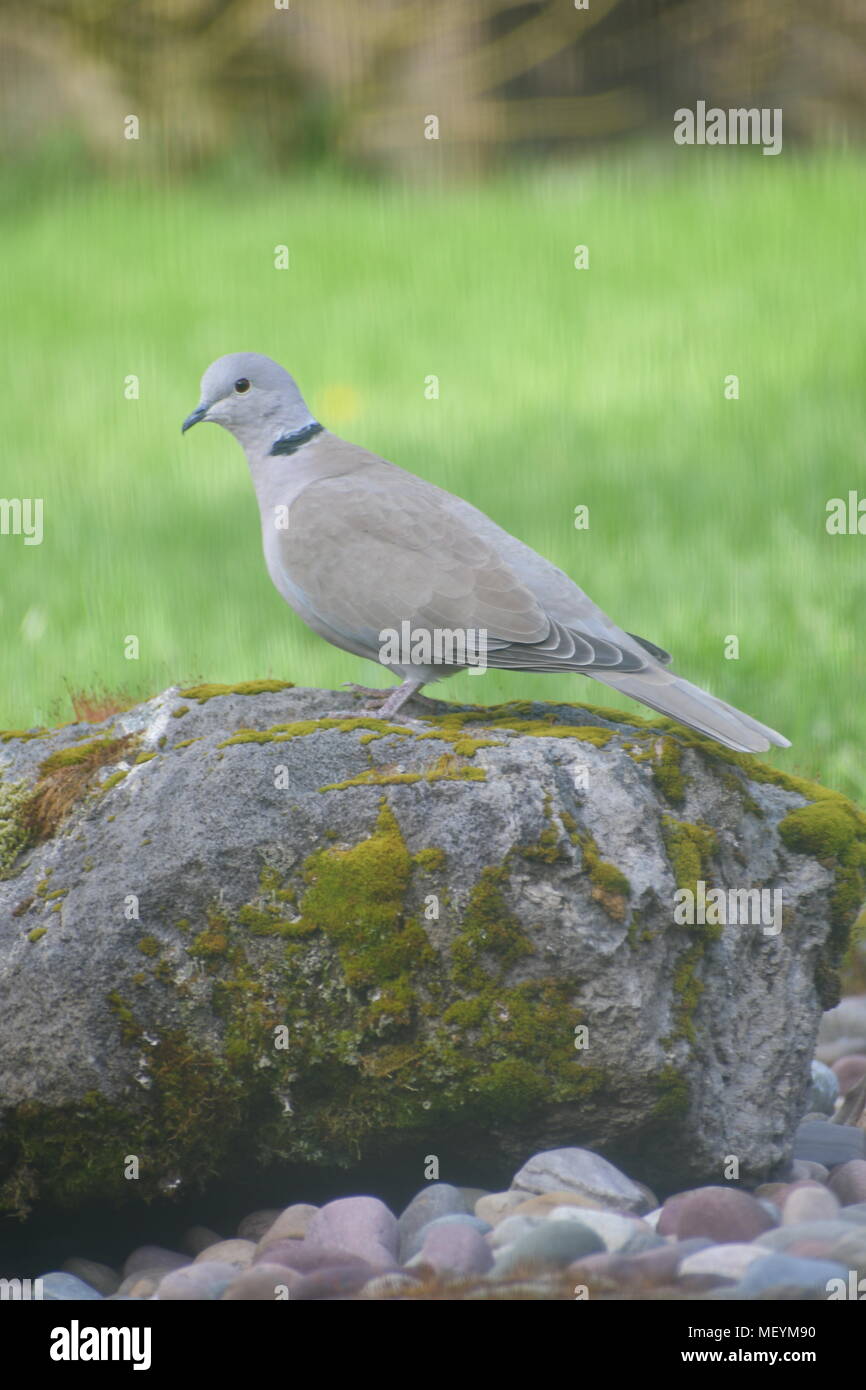 White rock dove hi-res stock photography and images - Alamy