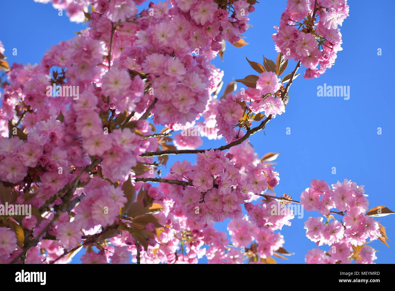 Bright apple tree hi-res stock photography and images - Alamy