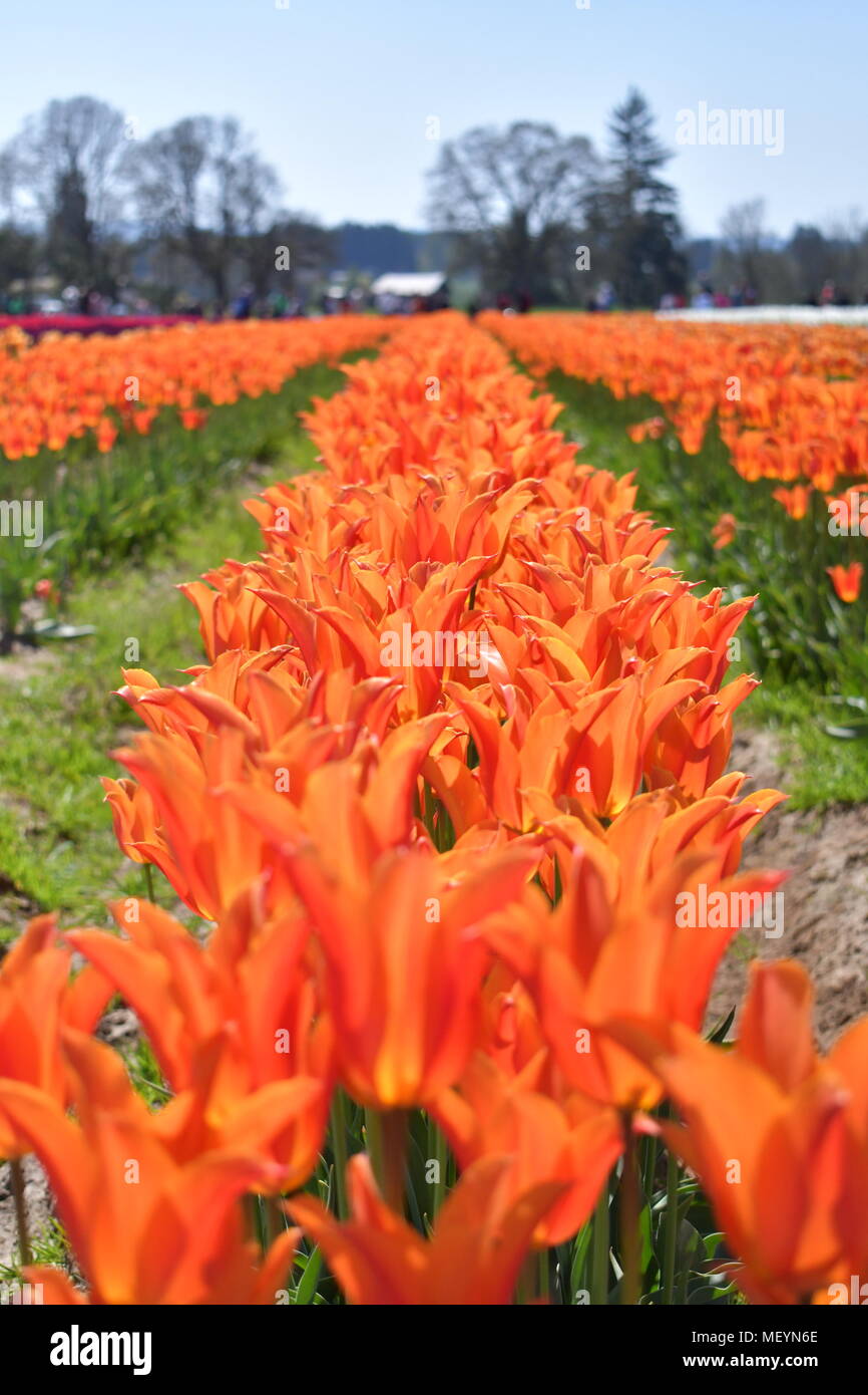 Bright orange spike tipped tulips in rows at the Wooden Shoe Tulip ...
