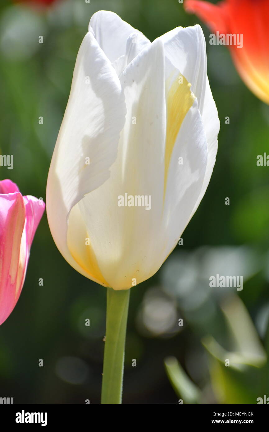 A lone white tulip in a sea of color at the Wooden Shoe Tulip Festival ...