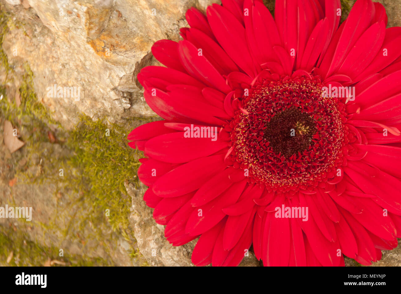 Red Gerber Daisy Stock Photo - Alamy