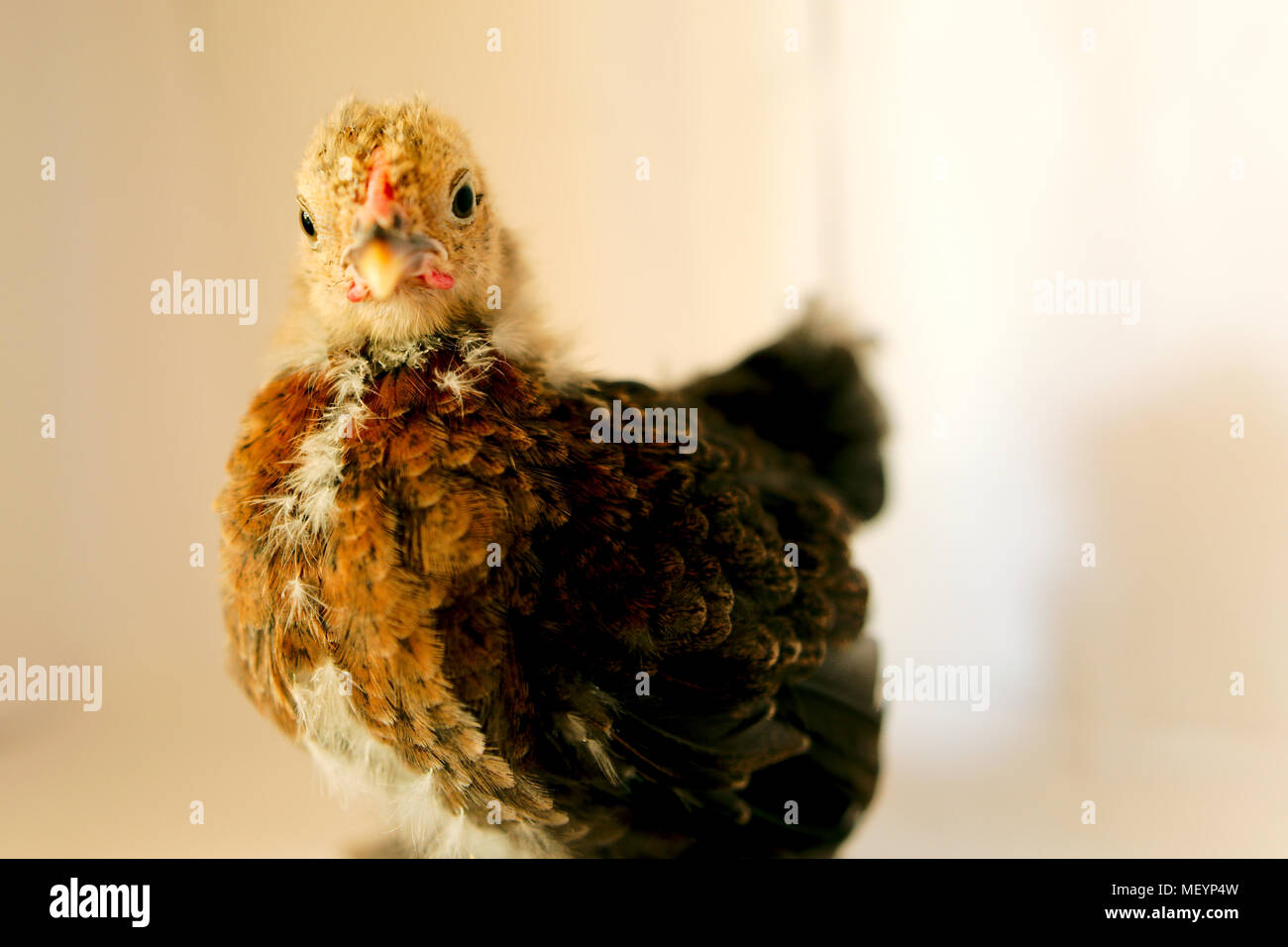 Brown bantam hi-res stock photography and images - Alamy