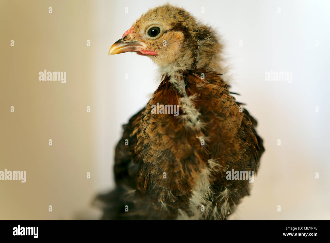 Brown bantam hi-res stock photography and images - Alamy