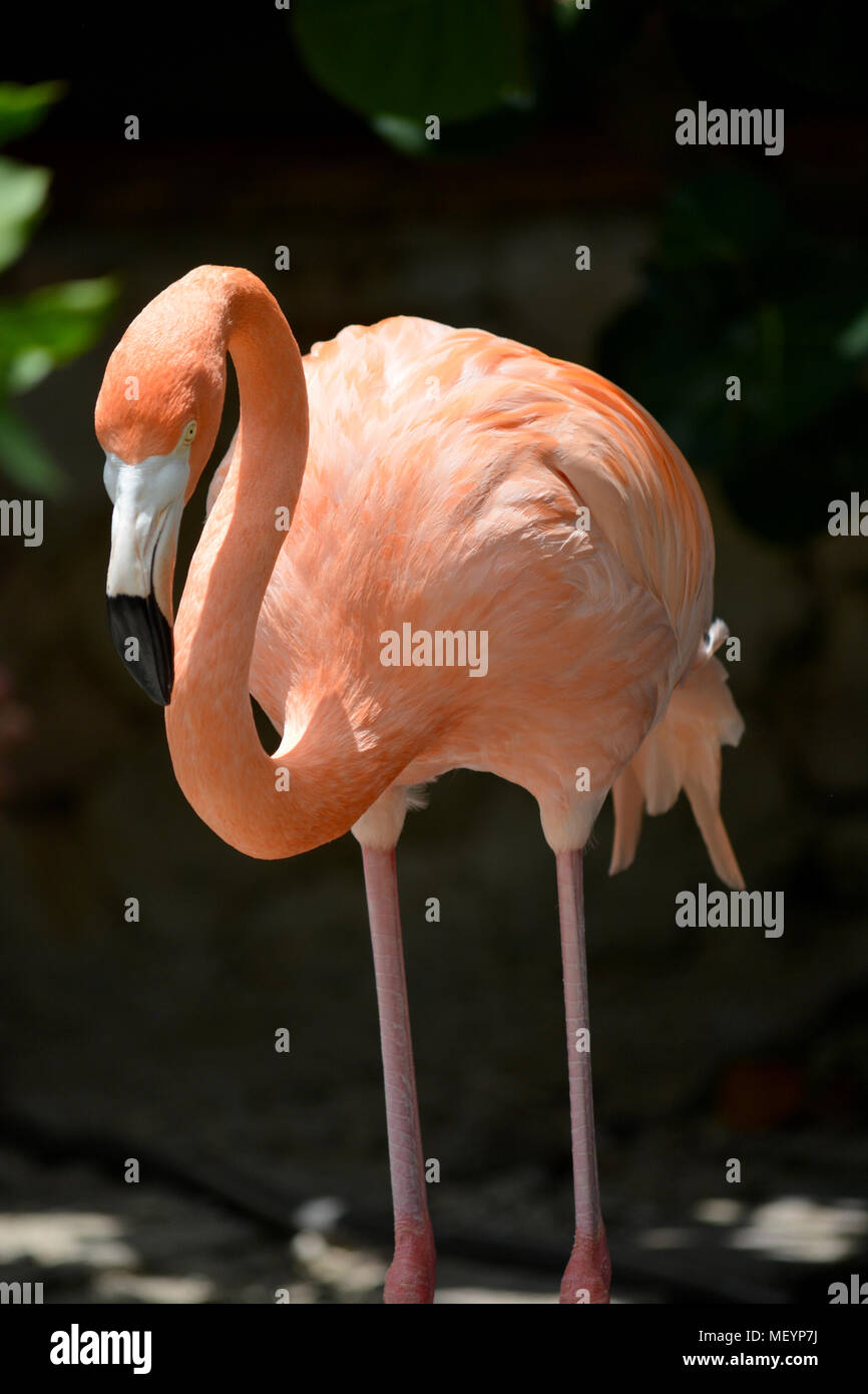 Pink flamingo isolated Stock Photo - Alamy