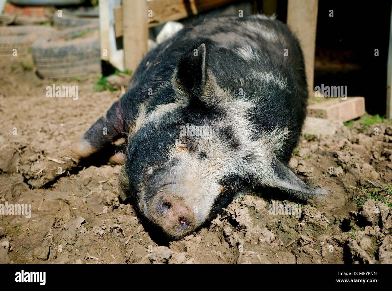 Black kune kune pig hi-res stock photography and images - Alamy