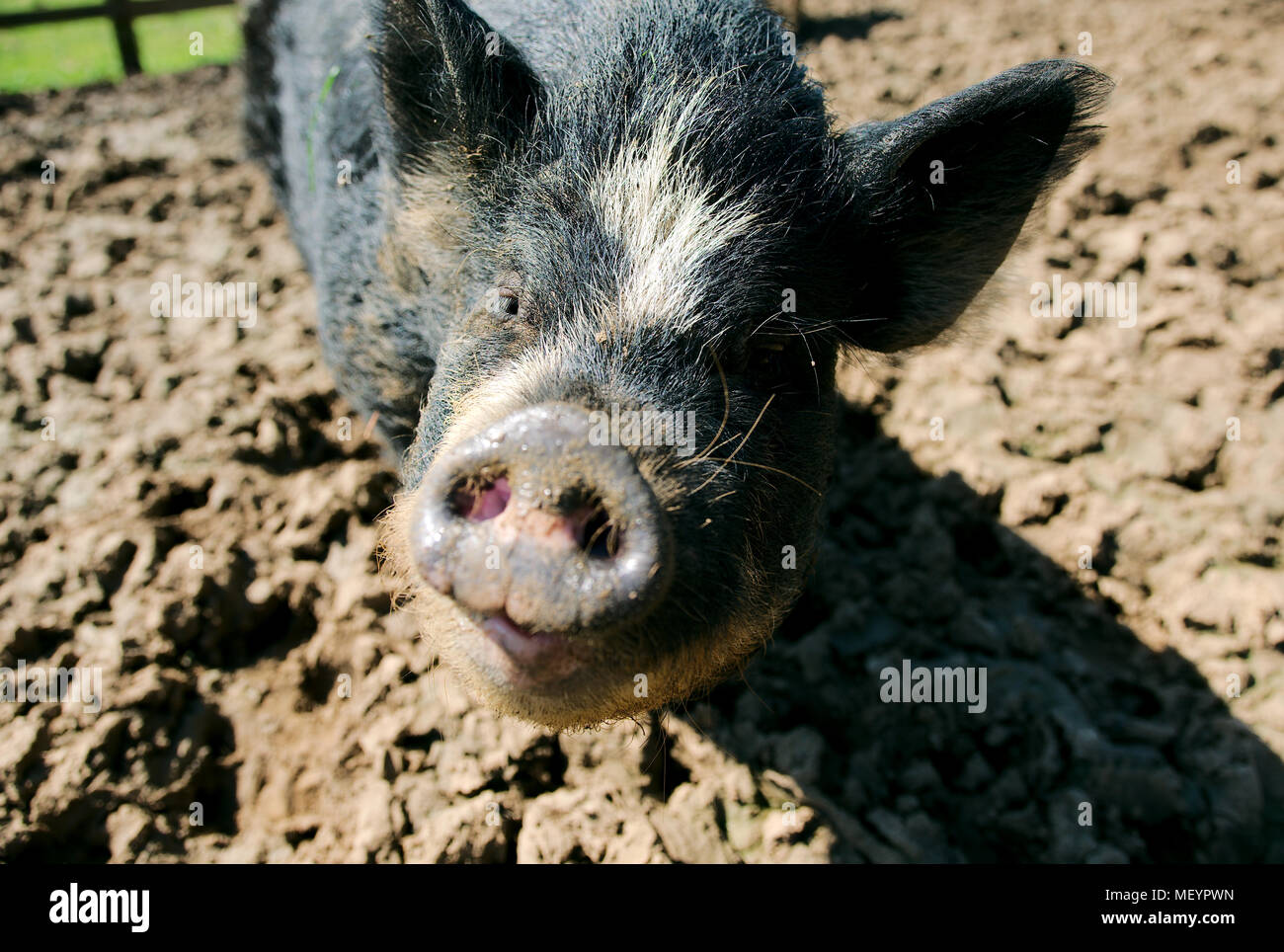 Kune Kune Pigs Stock Photos & Kune Kune Pigs Stock Images - Alamy
