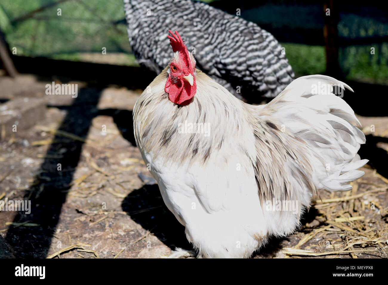 white bantam cockerel Stock Photo - Alamy