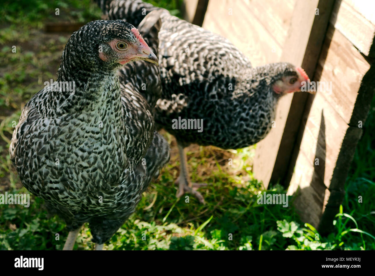 Barred rock chickens hi-res stock photography and images - Alamy