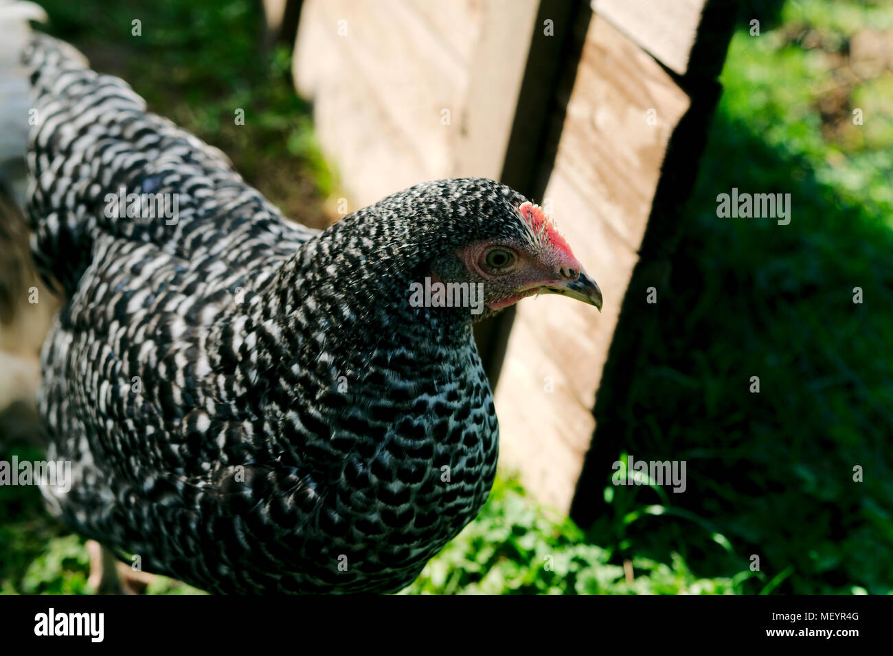 Barred rock chickens hi-res stock photography and images - Alamy