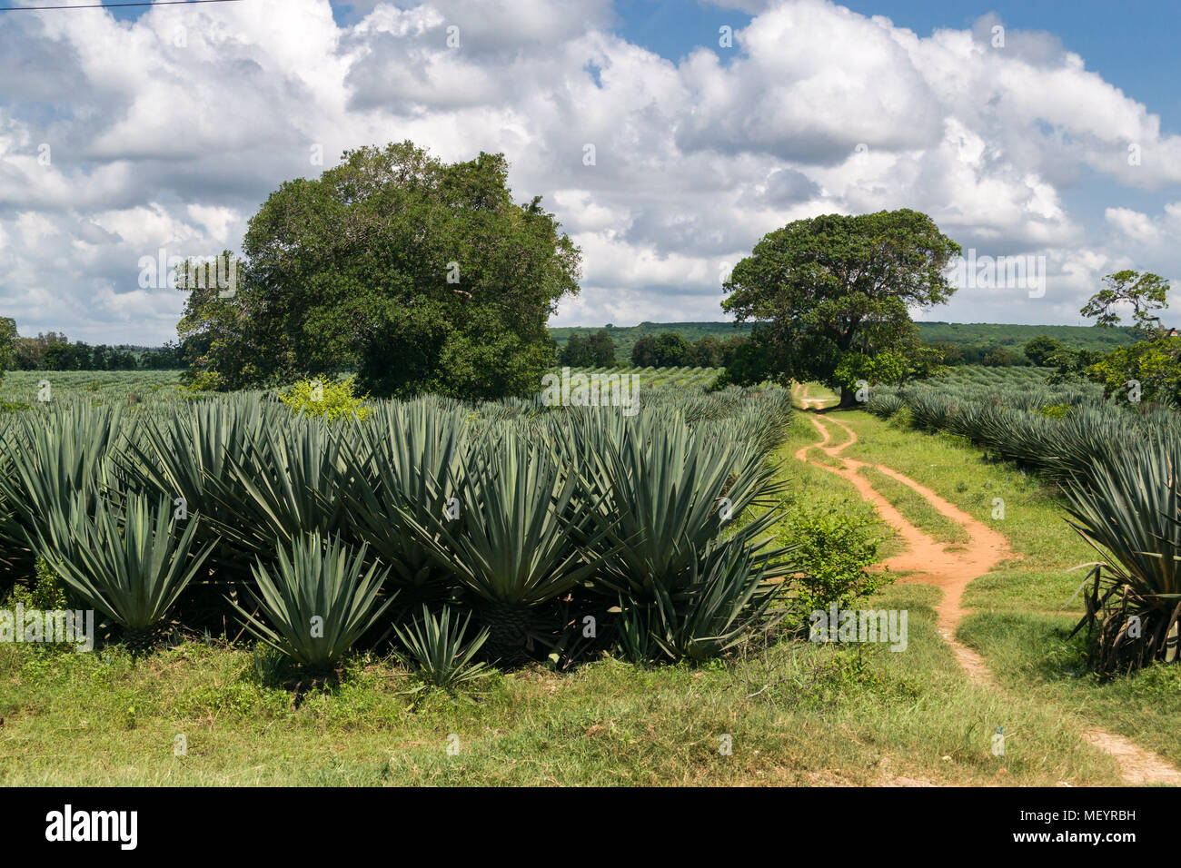 Sisal plantation hi-res stock photography and images - Alamy