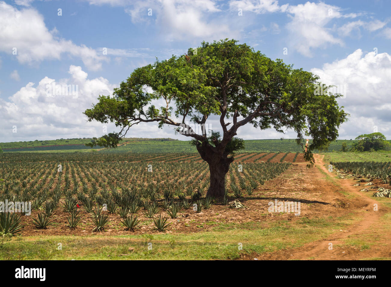 Sisal plantation hi-res stock photography and images - Alamy