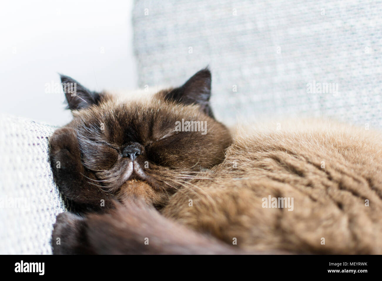 Exotic Siamese cat sleeping on bed Stock Photo - Alamy