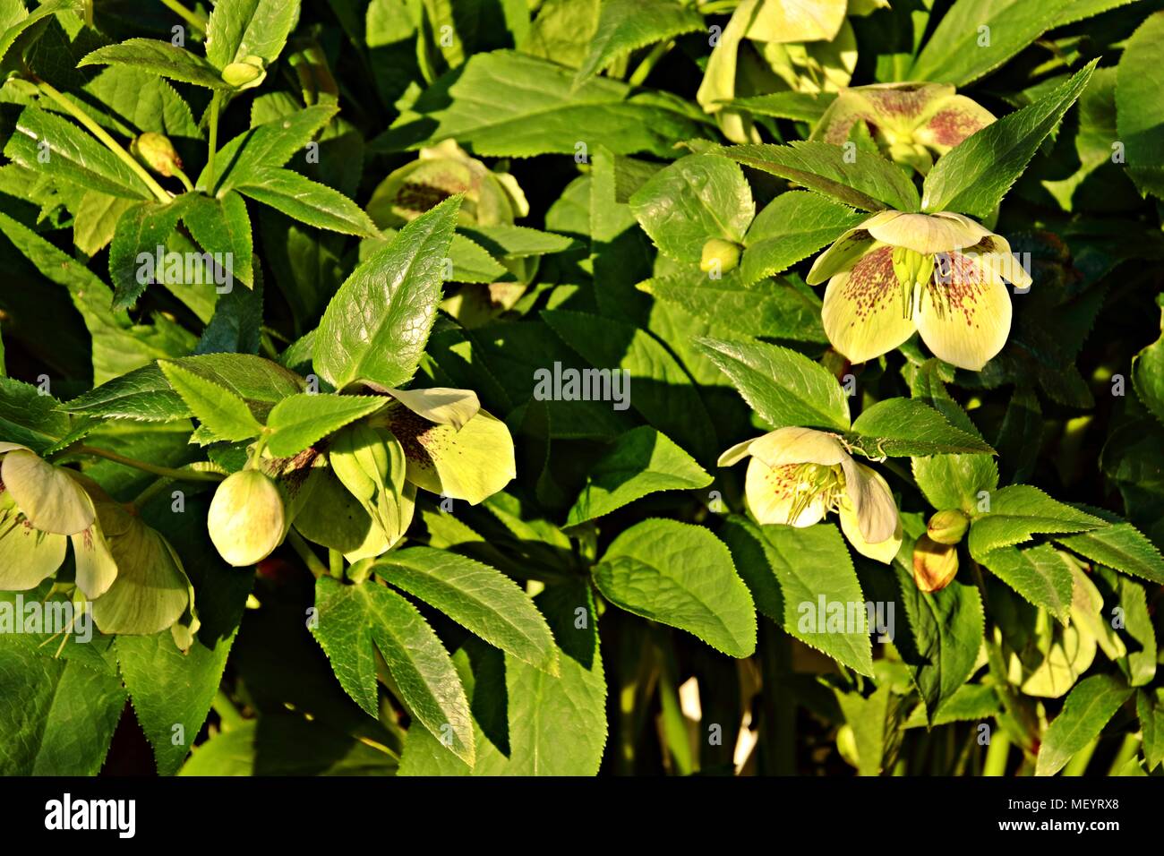 winter rose flower Stock Photo - Alamy