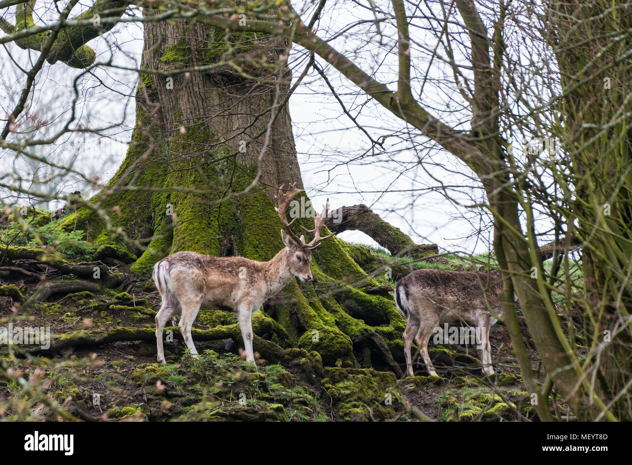 Two fallow deer under trees on a hill side Stock Photo - Alamy