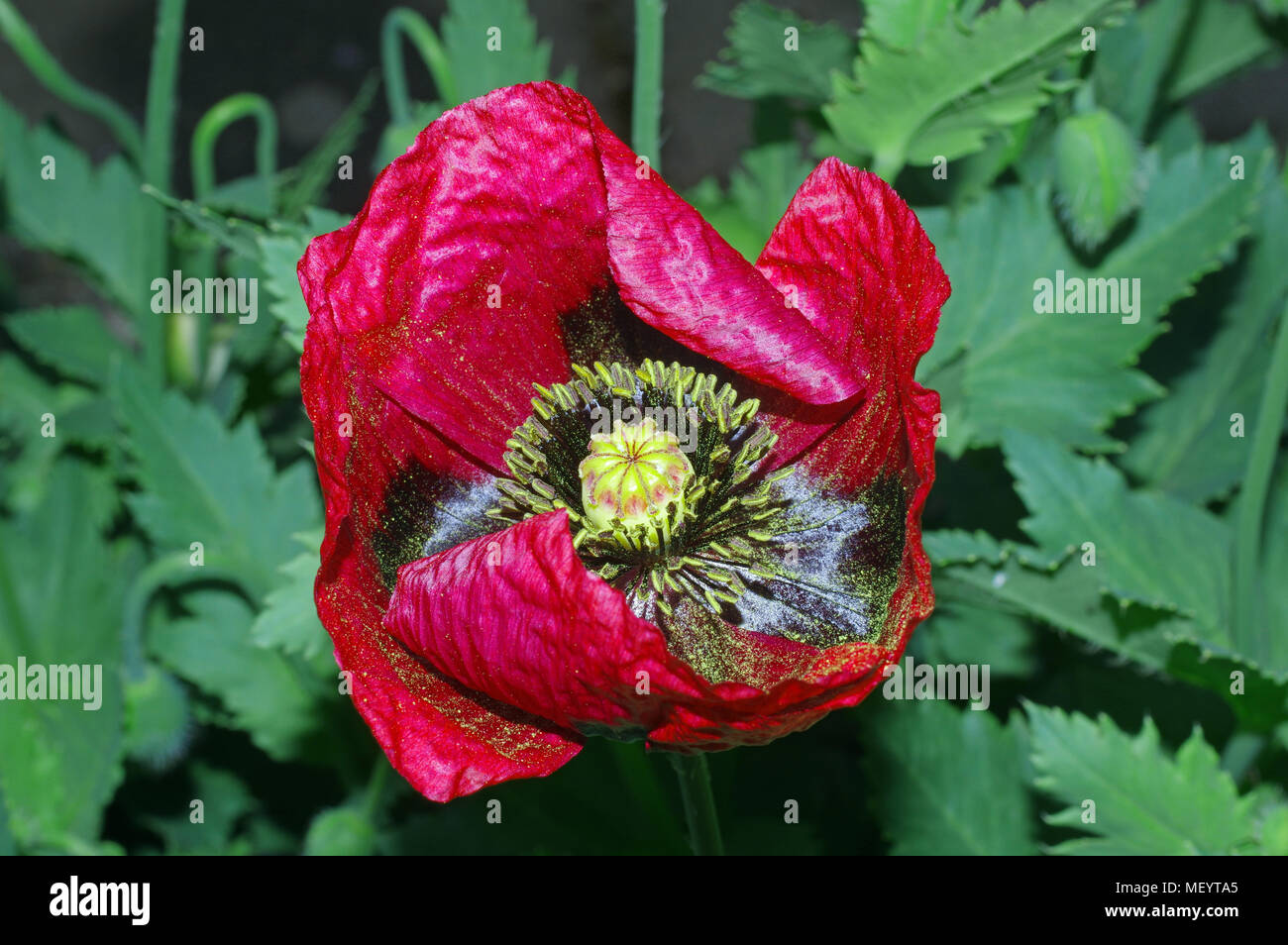 Red poppy close-up Stock Photo - Alamy