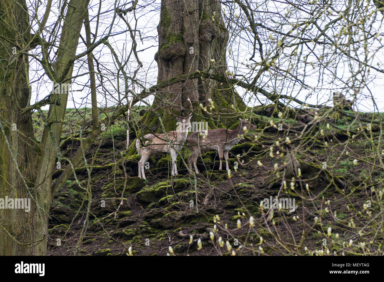 Two fallow deer under trees on a hill side Stock Photo - Alamy