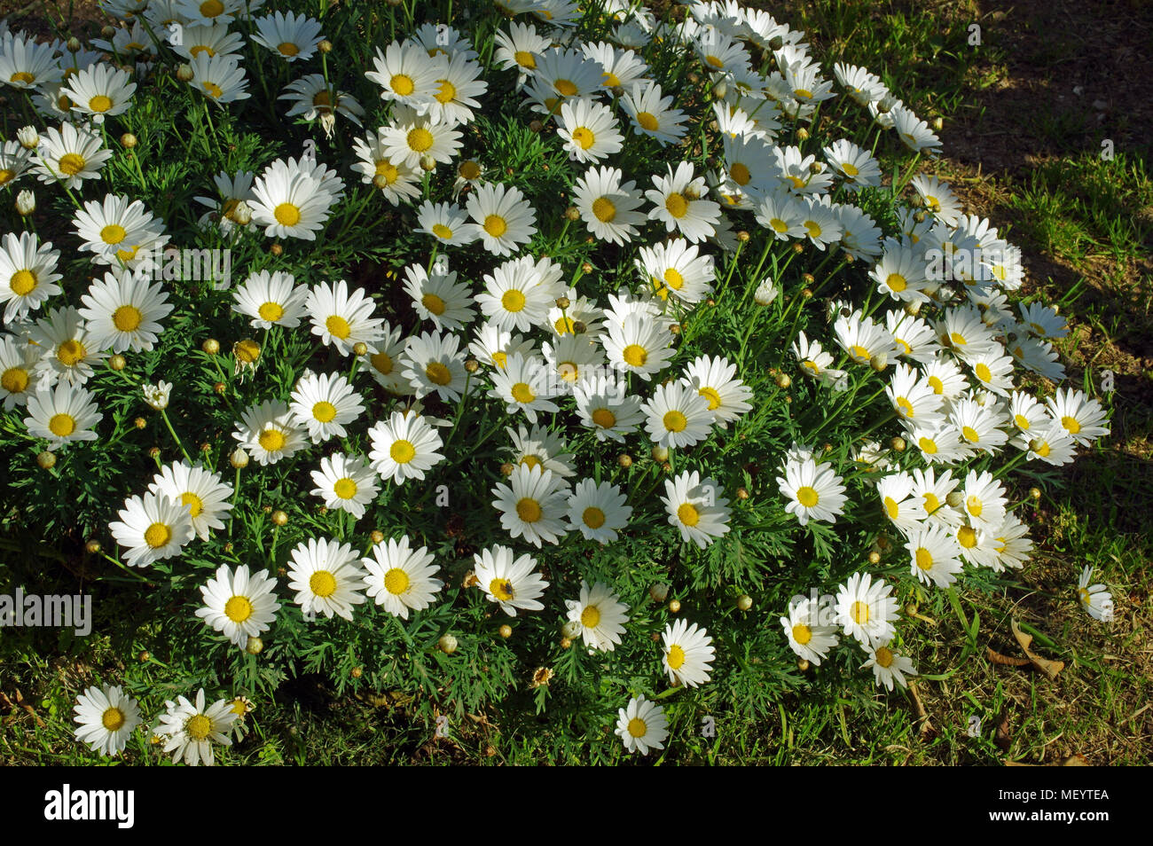 White daisy in garden Stock Photo - Alamy