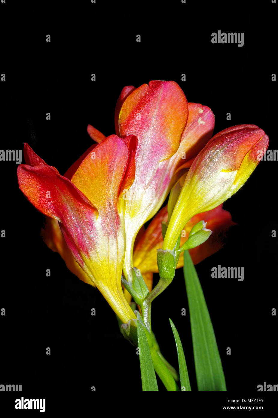 Red freesia close-up Stock Photo - Alamy