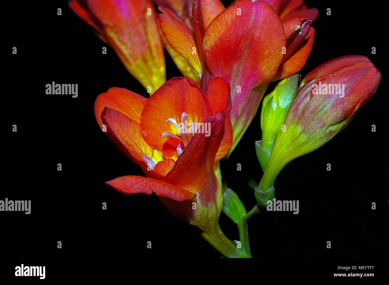 Red freesia close-up Stock Photo - Alamy