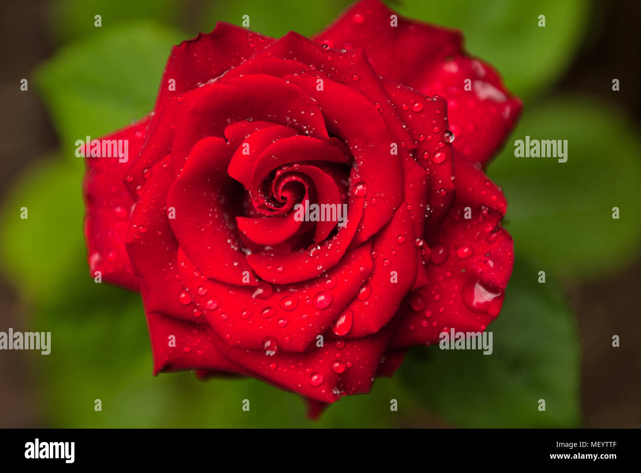 beautiful wet red rose in garden during spring bloom Stock Photo - Alamy