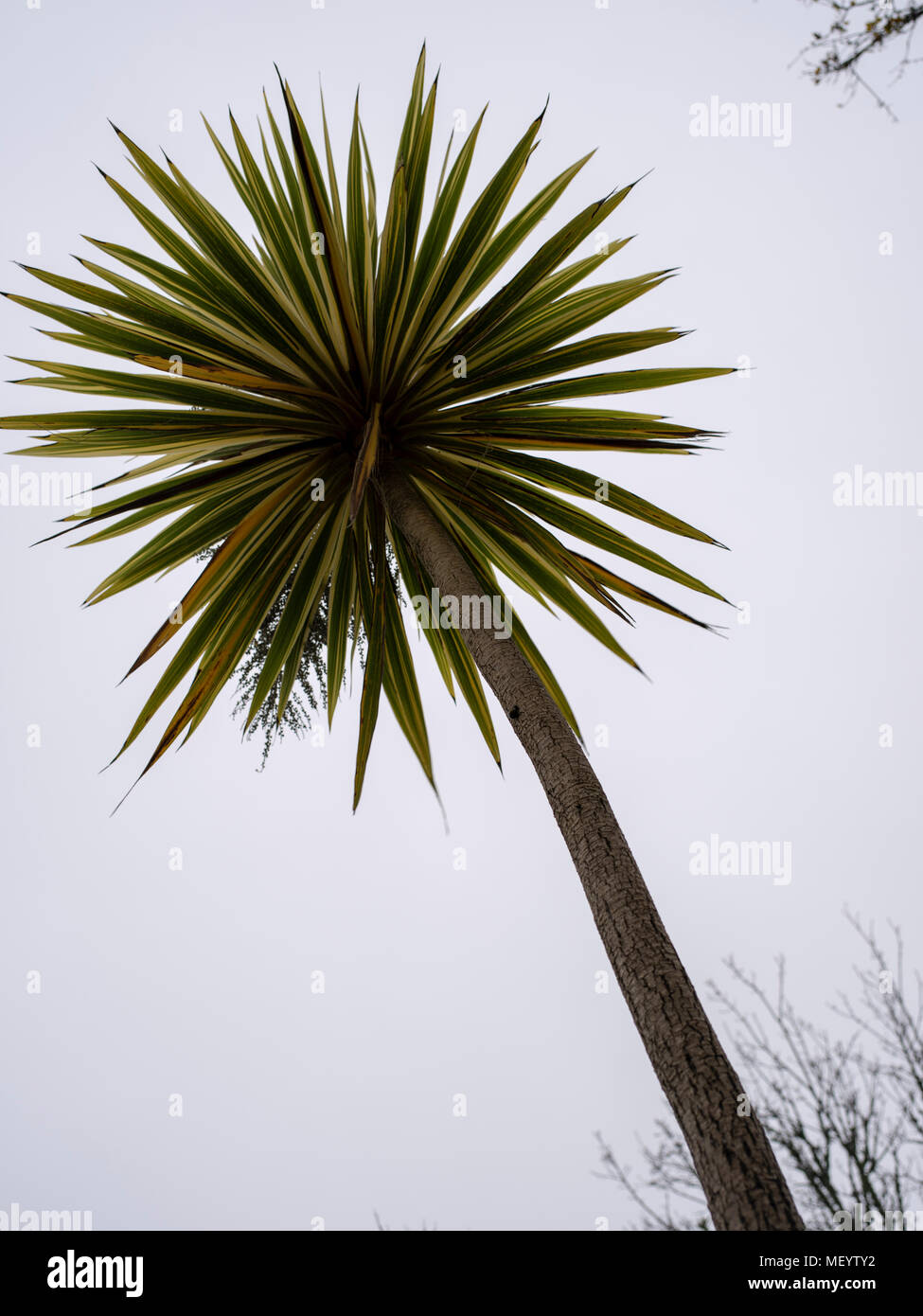 Looking up a palm tree hi-res stock photography and images - Alamy