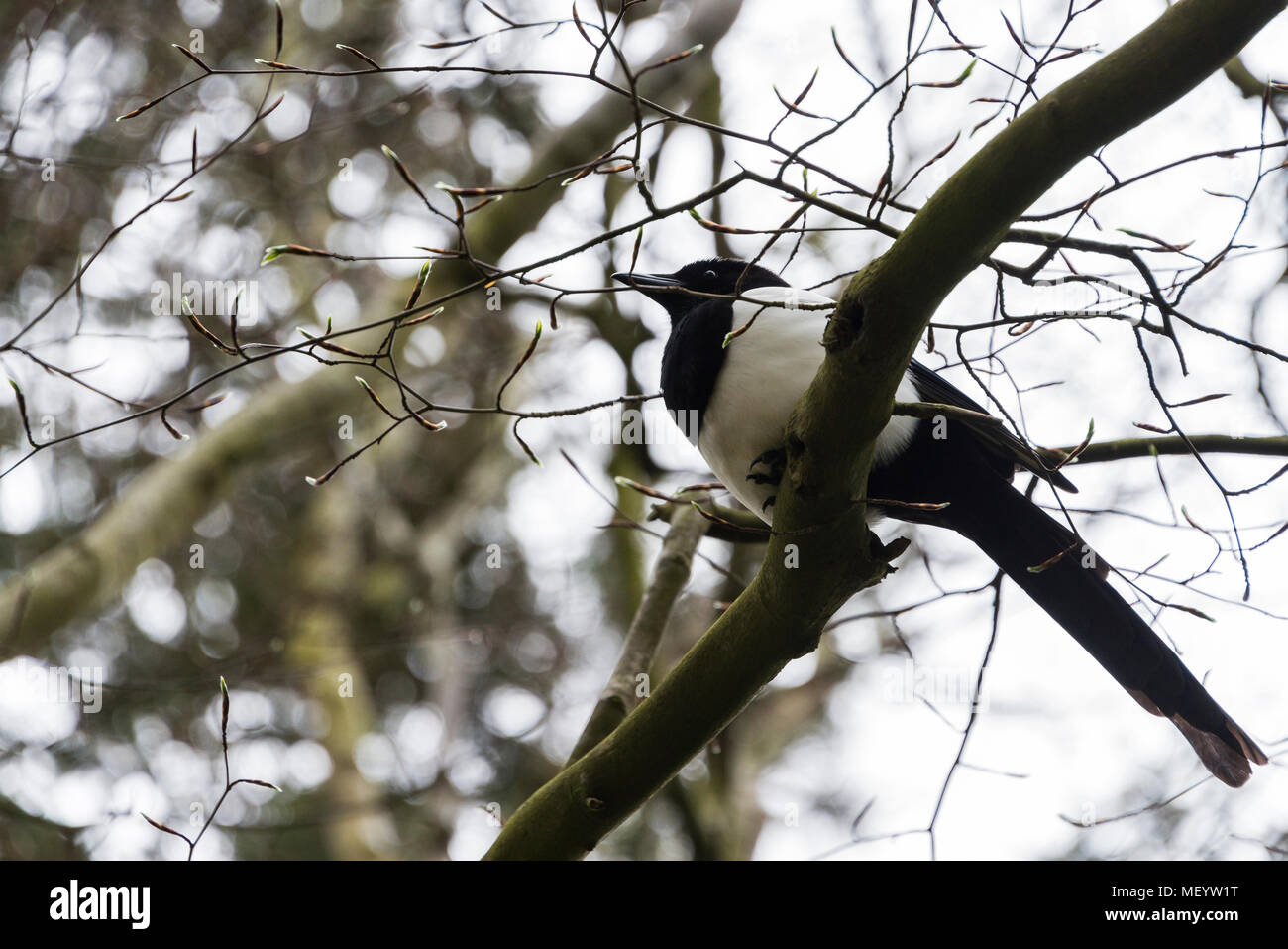 A magpie (Pica pica) perched on branch of a tree Stock Photo - Alamy