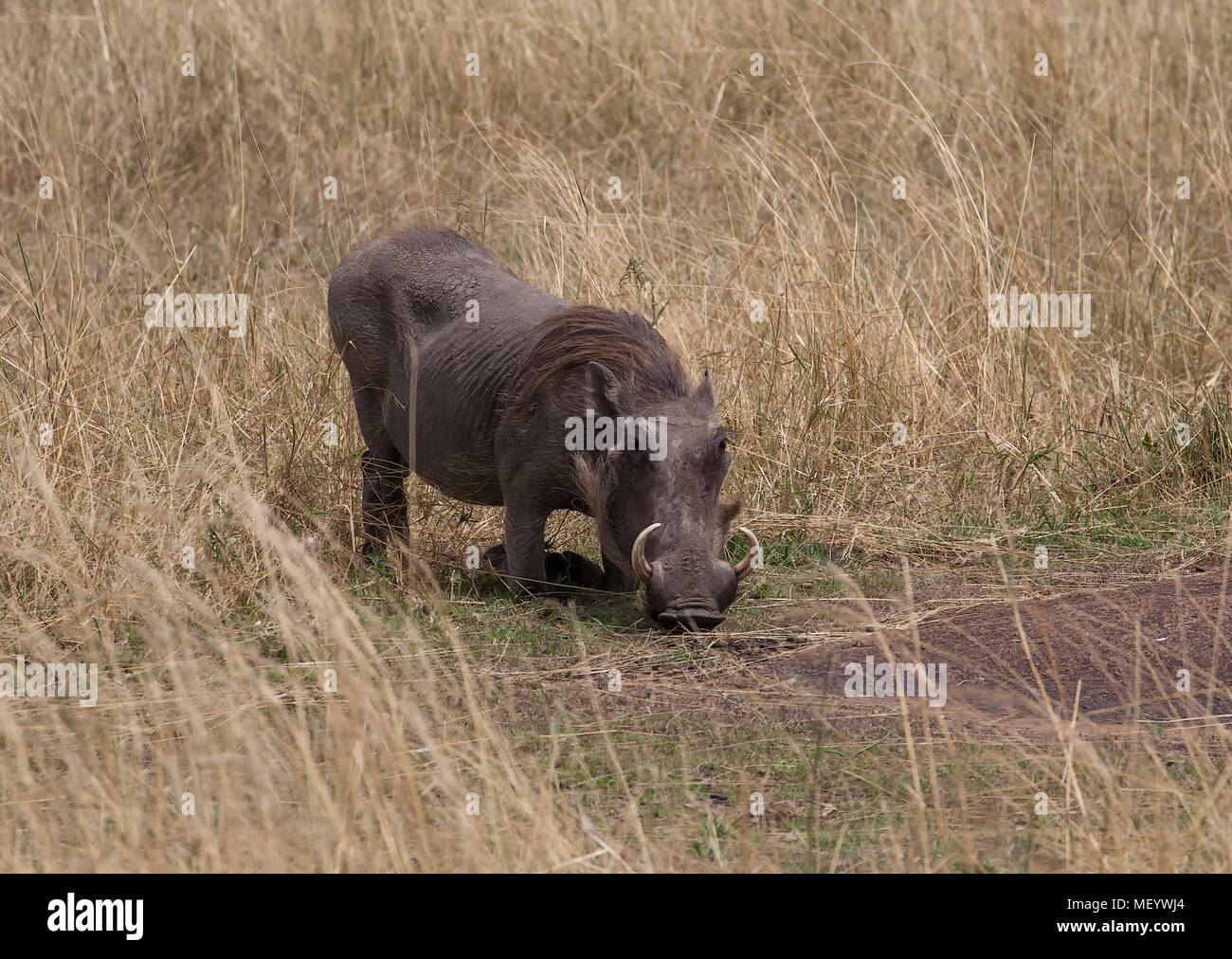 Warthog animal hi-res stock photography and images - Alamy