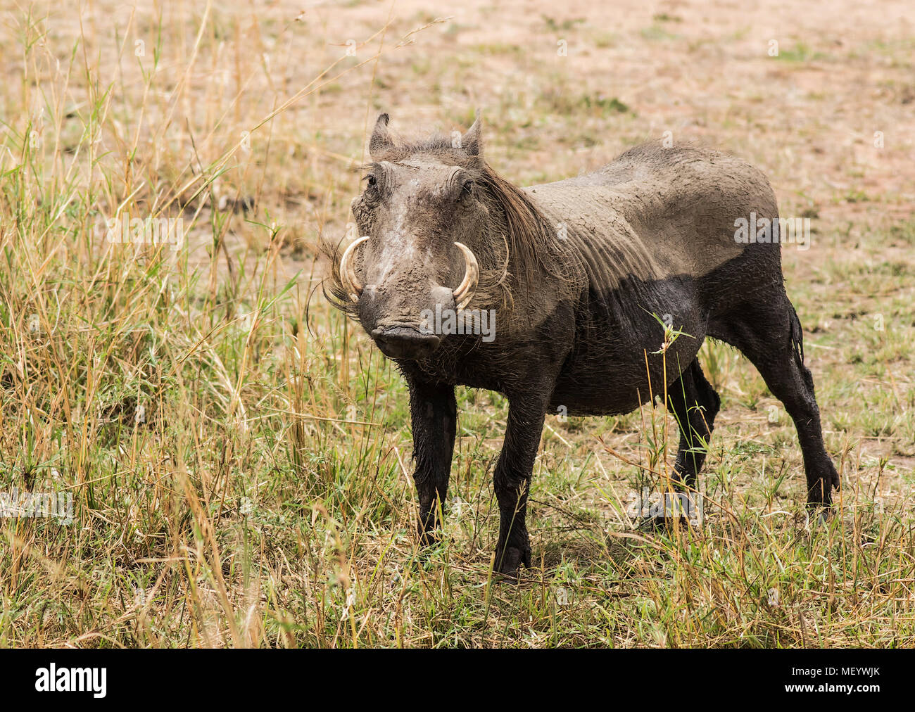 Warthog animal hi-res stock photography and images - Alamy