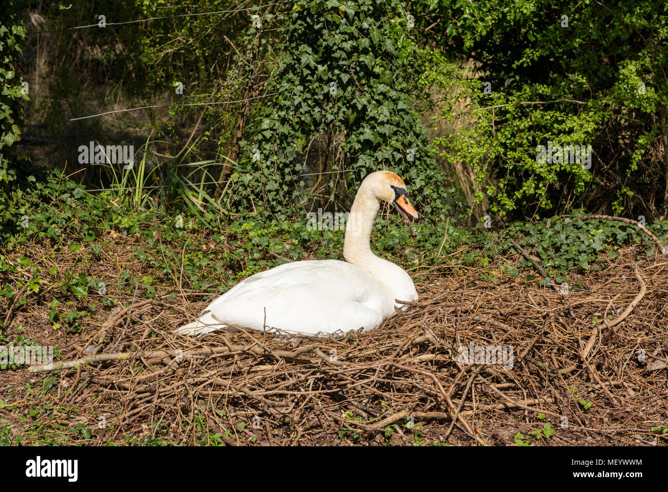 Swan sitting in nest hi-res stock photography and images - Alamy
