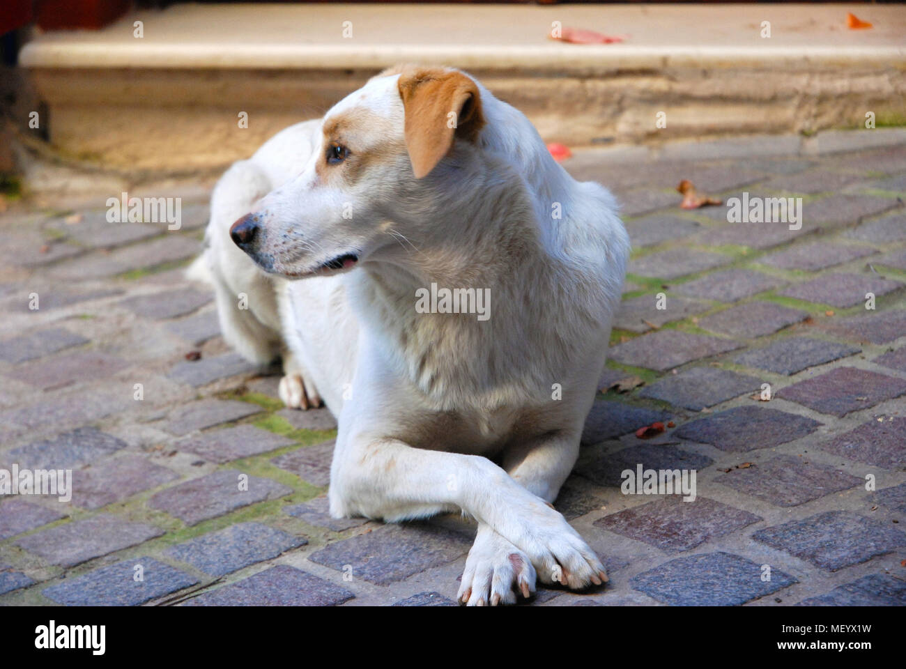 Dog posing for a picture Stock Photo - Alamy
