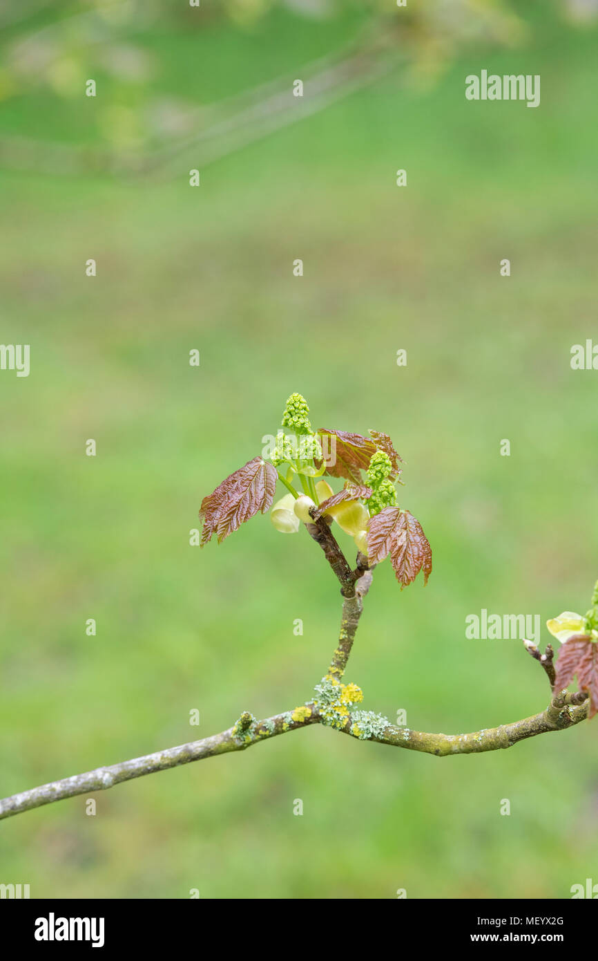 Acer velutinum The velvet maple / Persian maple leaves and flowers in ...