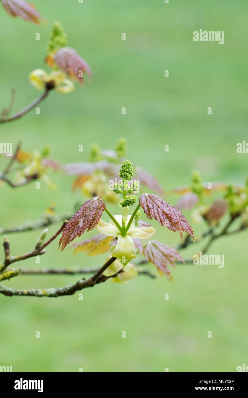 Acer velutinum The velvet maple / Persian maple leaves and flowers in ...