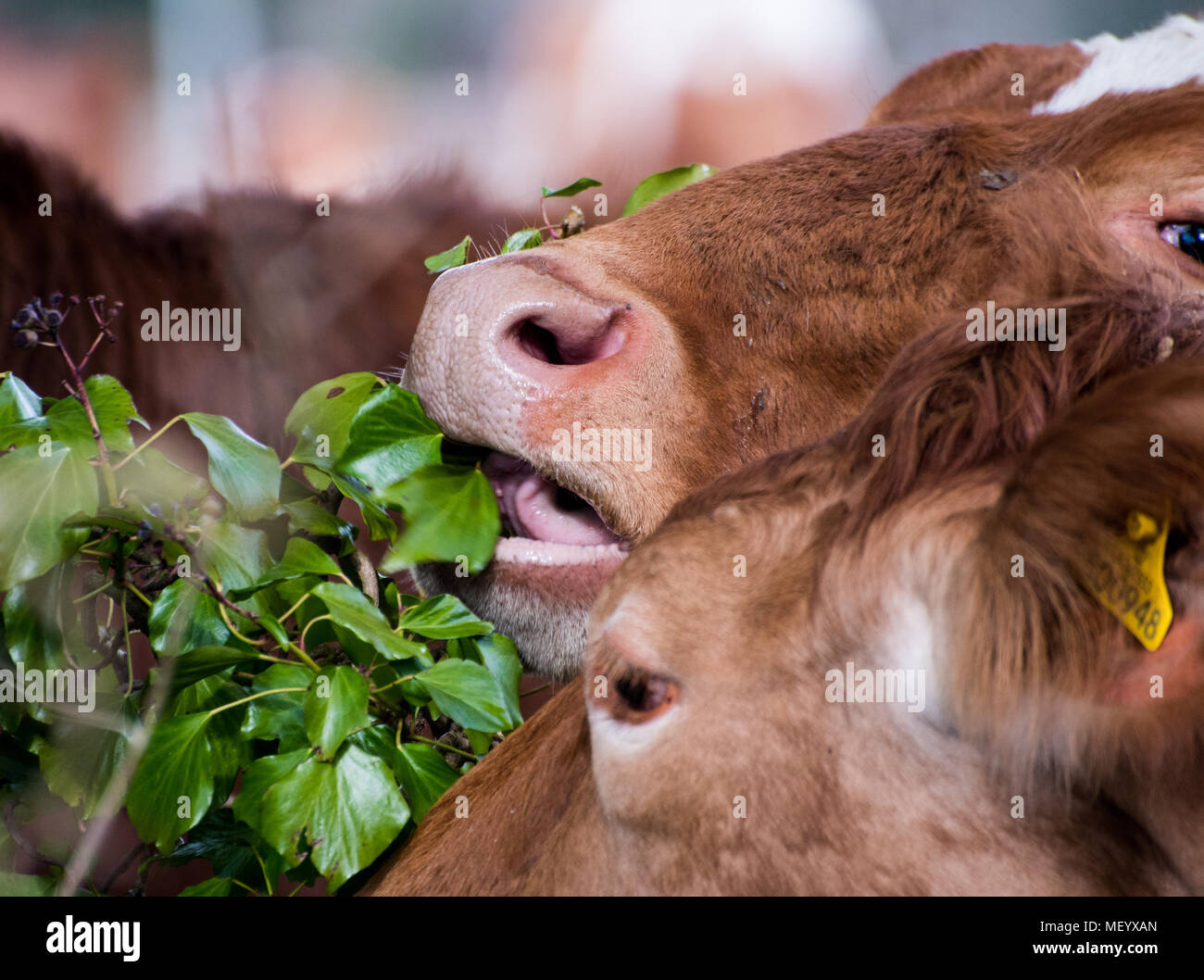 Dairy cow licking nose hi-res stock photography and images - Alamy