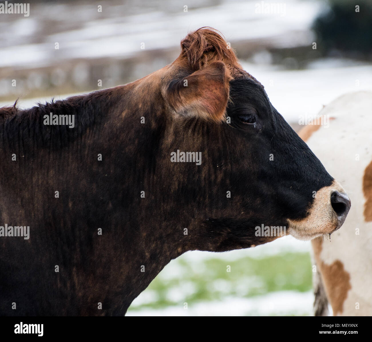Guernsey Cattle High Resolution Stock Photography and Images - Alamy