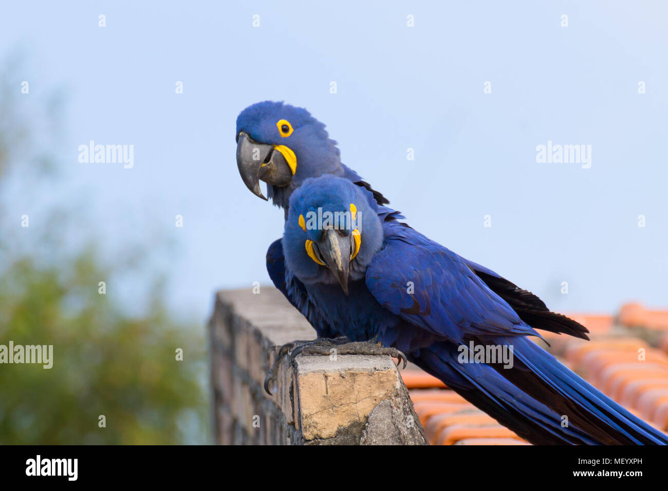 Couple of Hyacinth macaw from Pantanal, Brazil. Brazilian wildlife ...