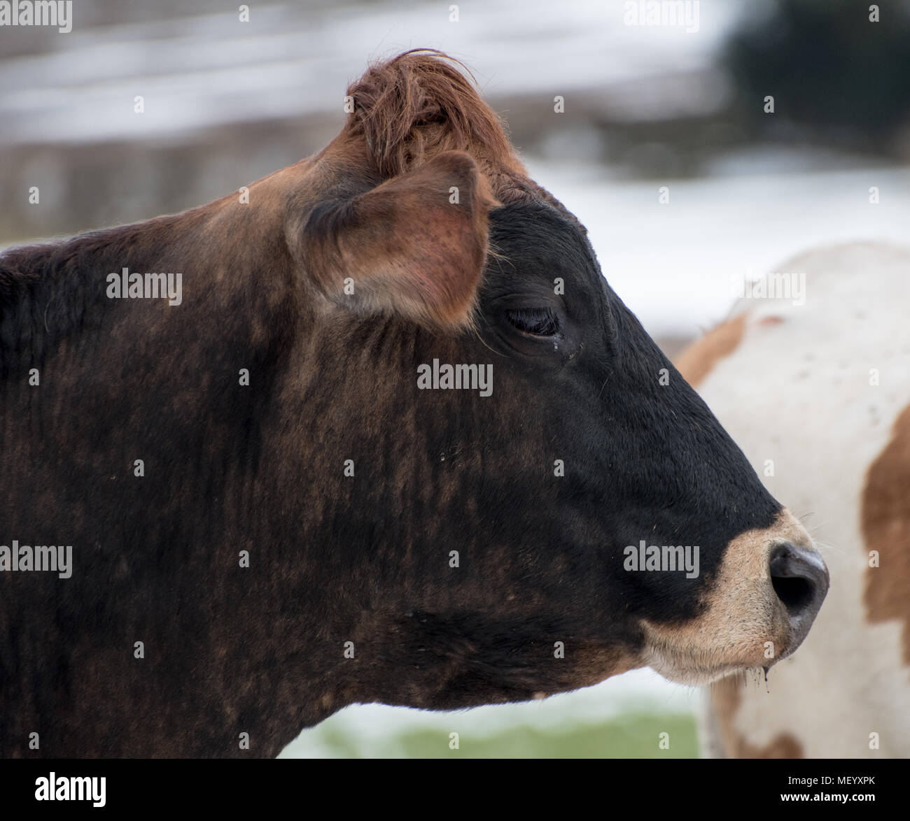 Guernsey cattle hi-res stock photography and images - Alamy