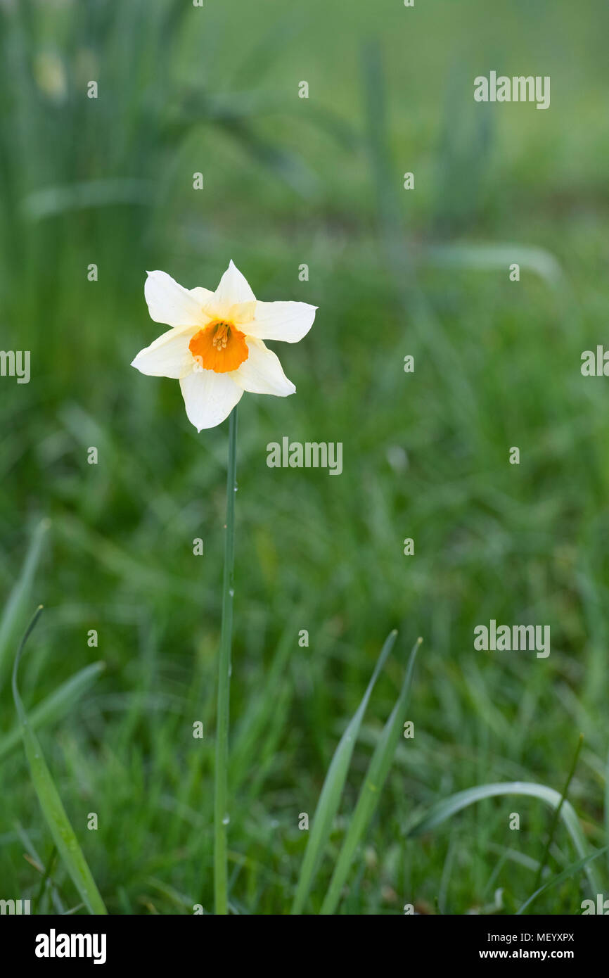 Single daffodil flower hi-res stock photography and images - Alamy
